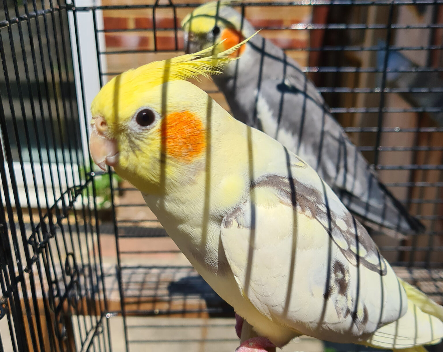 COCKATIEL BASICS: Ultimate Guide to a Happy Healthy Pet Bird