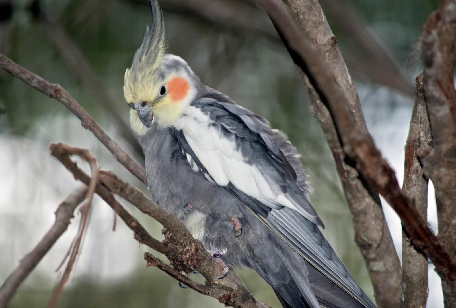 WILD COCKATIELS Exploring their Enchanting World